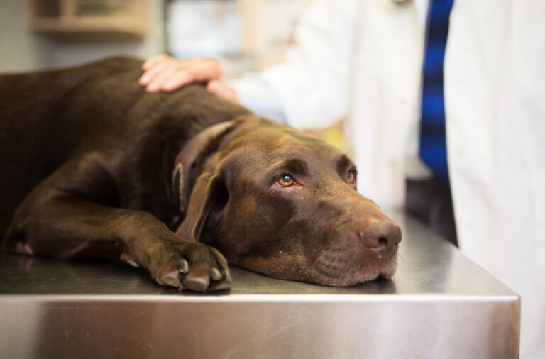 Understanding Dog Lipomas: Causes, Symptoms, and Treatment Options ...